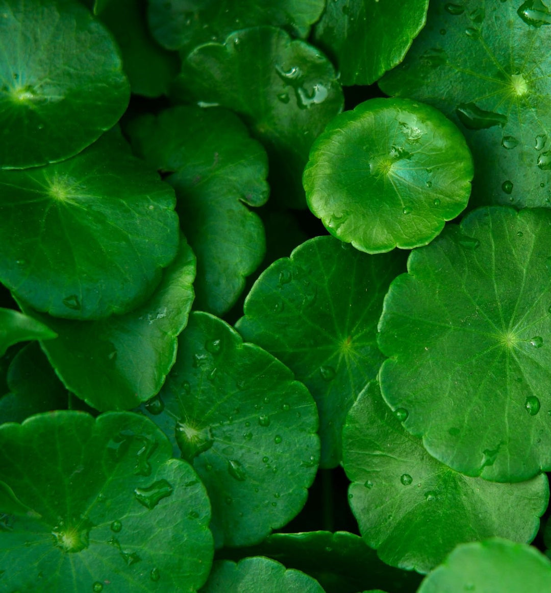 CICA (Centella Asiatica): The Miracle Ingredient for Soothing and Heal ...